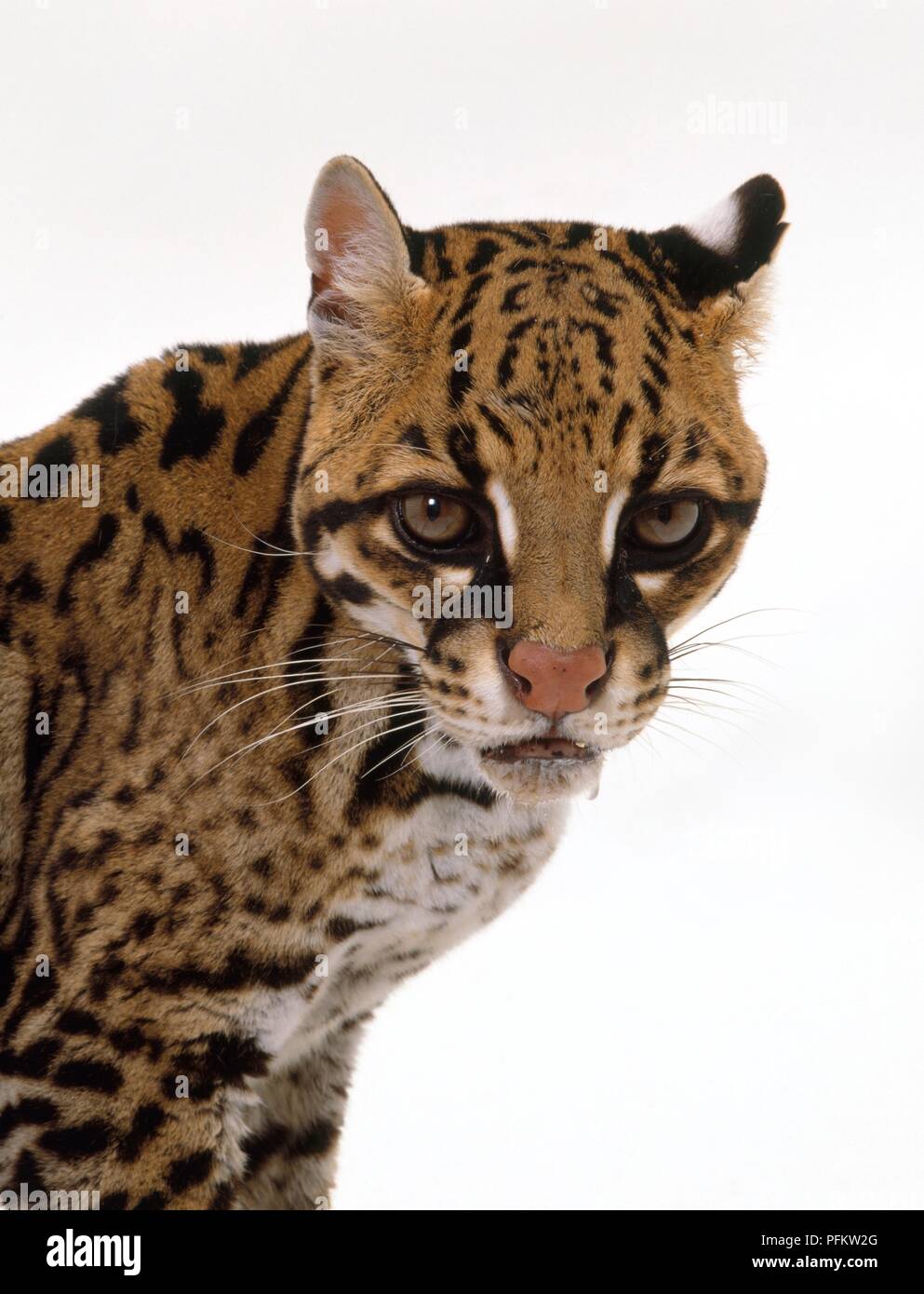 Ocelot head hi-res stock photography and images - Alamy