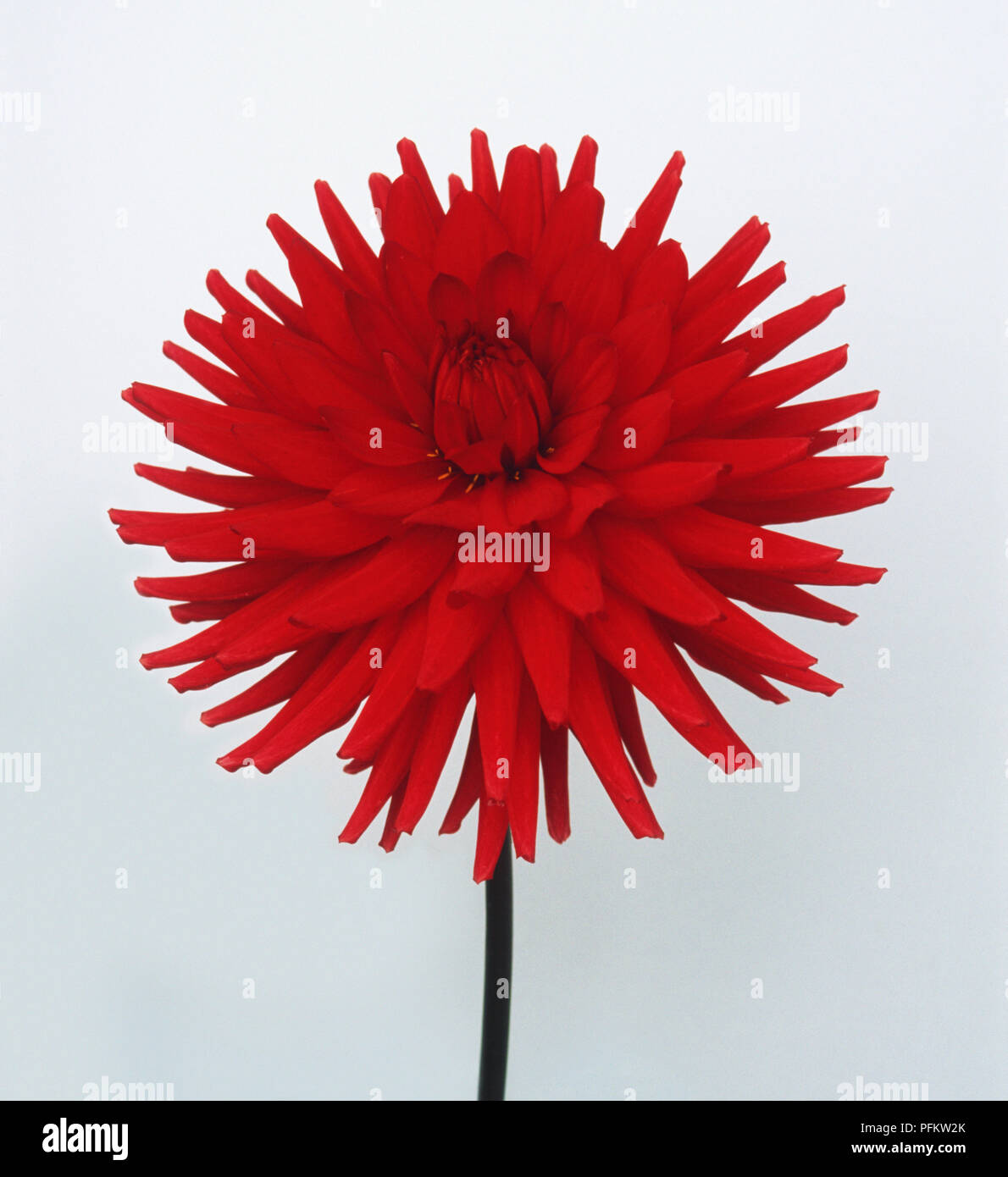 White alvas hi-res stock photography and images - Alamy