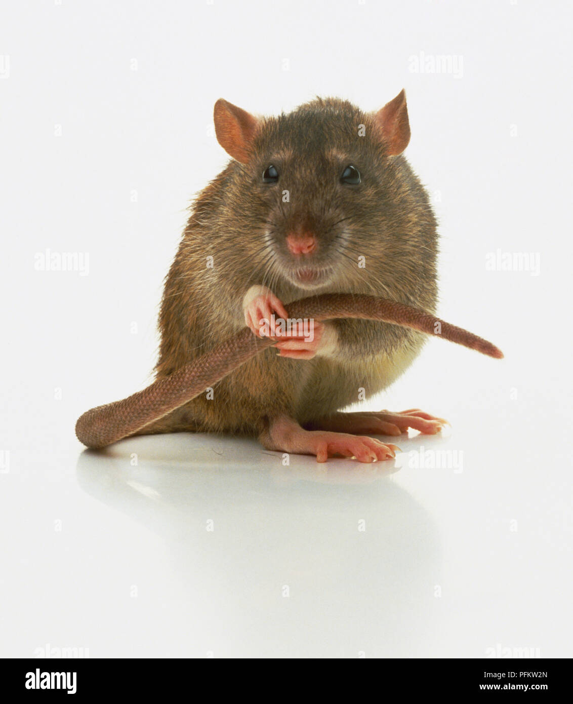 Mouse grooming hi-res stock photography and images - Alamy