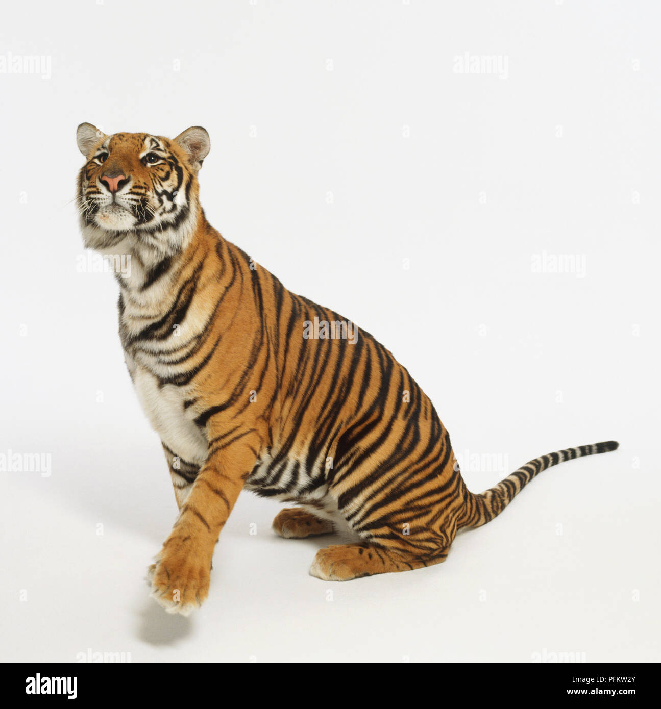 Sitting Tiger (Panthera Tigris) looking up and raising its paw, side ...