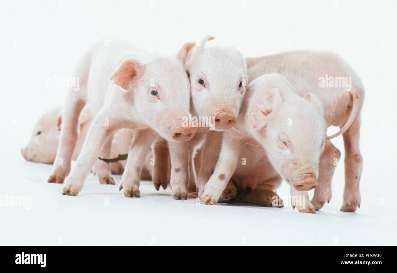 Litter of newborn piglets, three of them facing forward Stock Photo - Alamy