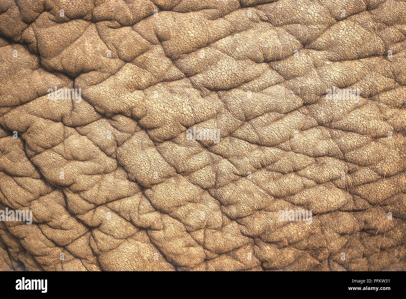 Elephant anatomy hi-res stock photography and images - Alamy