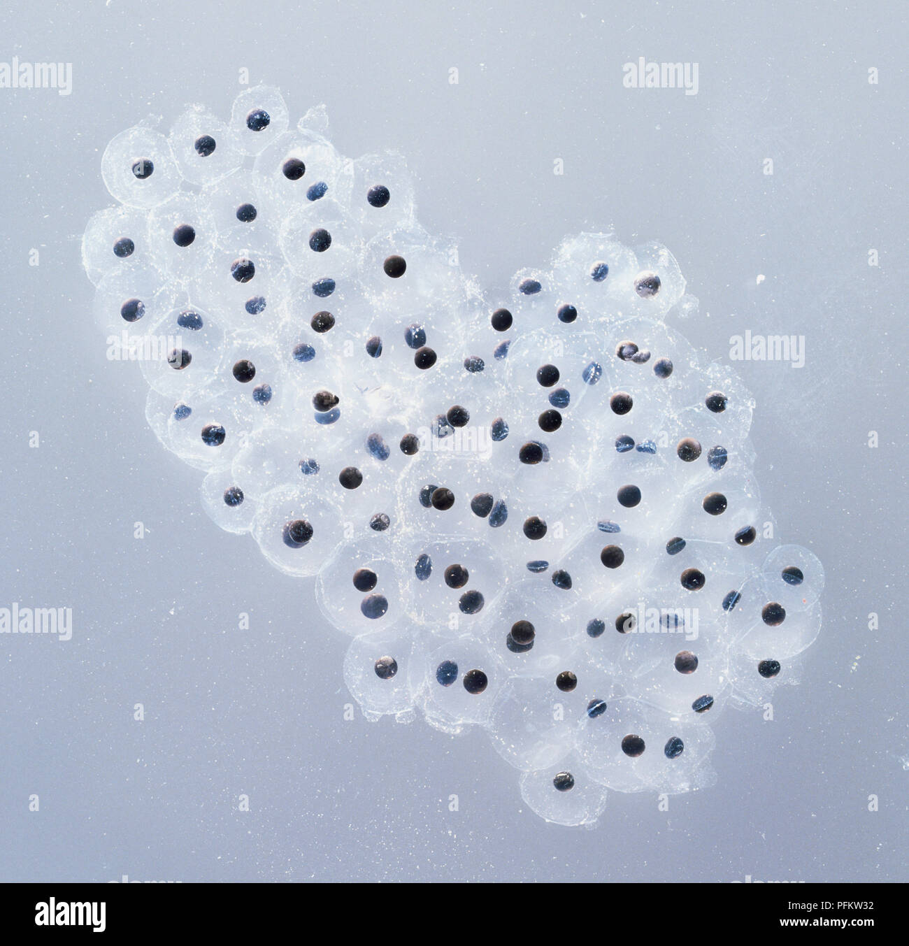 Frogspawn white hi-res stock photography and images - Alamy