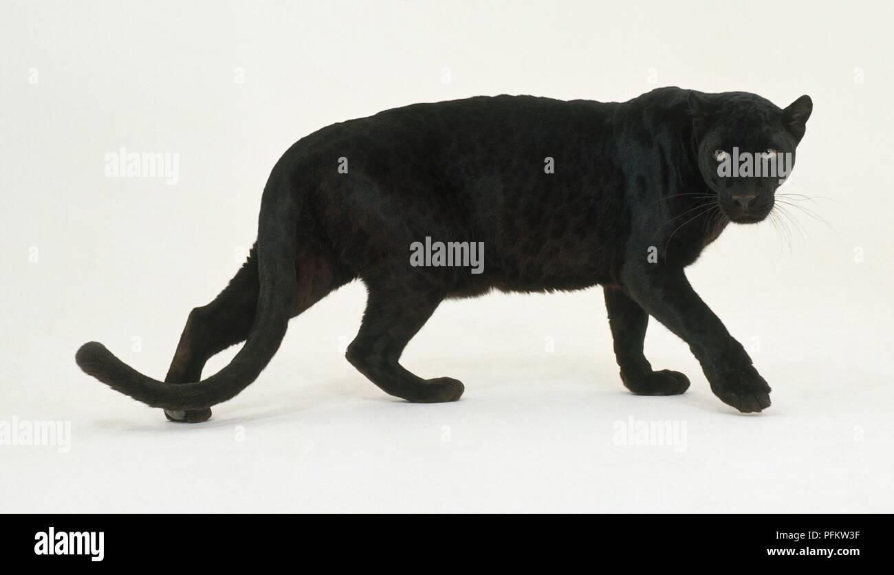 Black leopard walking, side view Stock Photo - Alamy