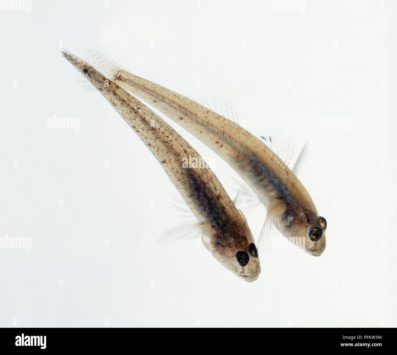 Two Sand gobies (Pomatoschistus minutus) swimming side by side Stock ...
