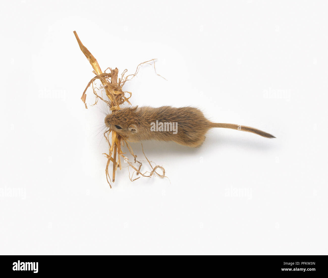 Mouse (Mus musculus), with nest material in mouth Stock Photo - Alamy