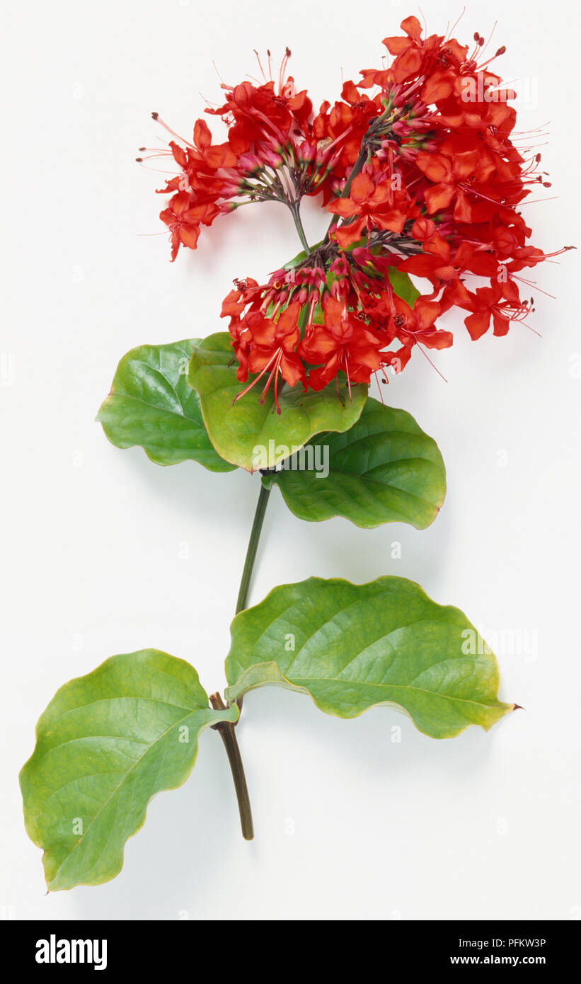 Clerodendrum splendens hi-res stock photography and images - Alamy