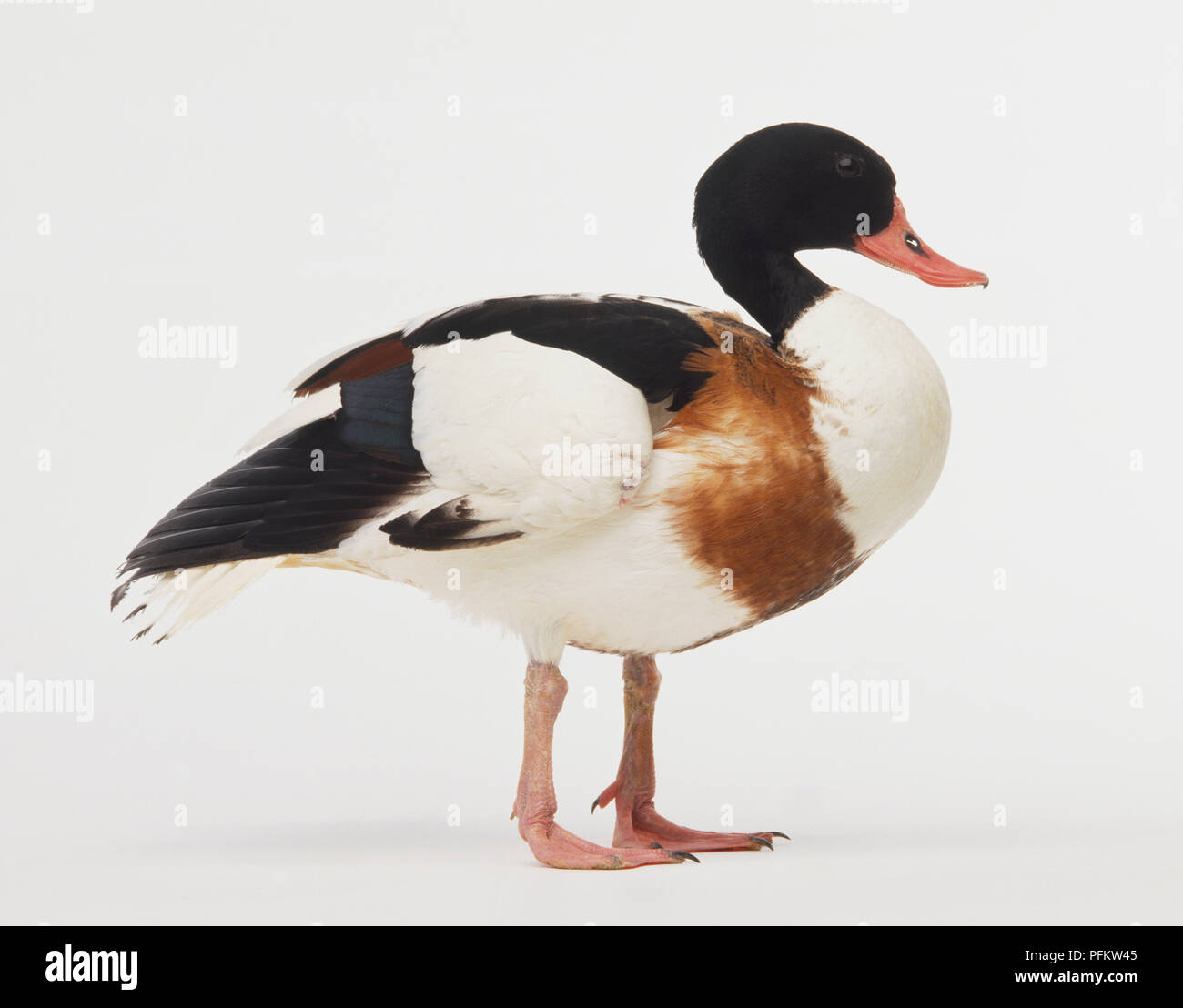 Common Shelduck, tadorna tadorna, side view Stock Photo - Alamy