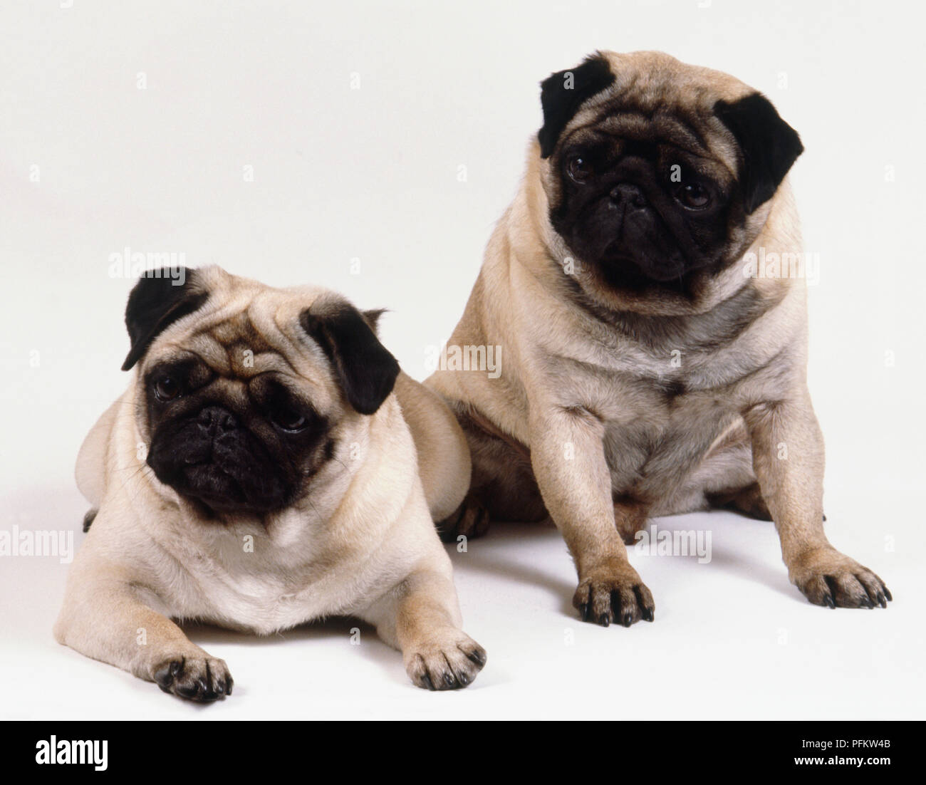 Two chubby light brown pugs, one sitting and one lying down, with black ...