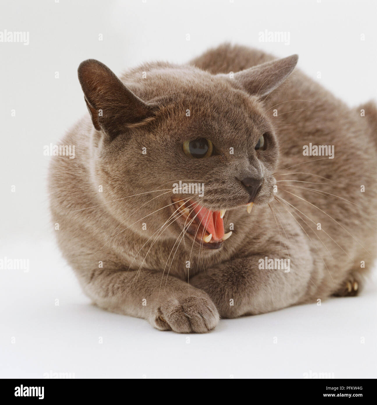 Burmese cat not cut out hi-res stock photography and images - Alamy