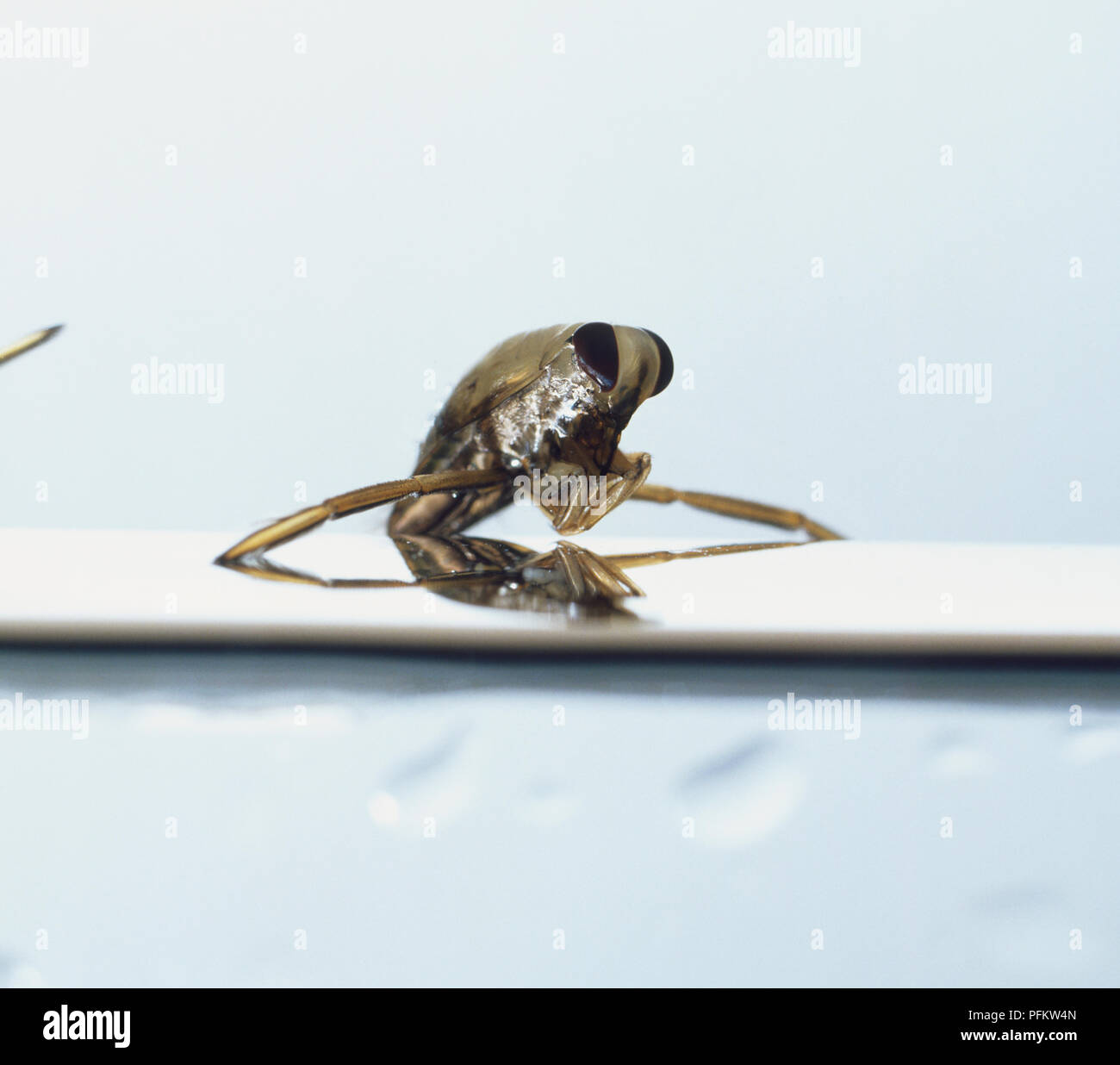 Front view of Water Boatman (Corixidae Stock Photo - Alamy