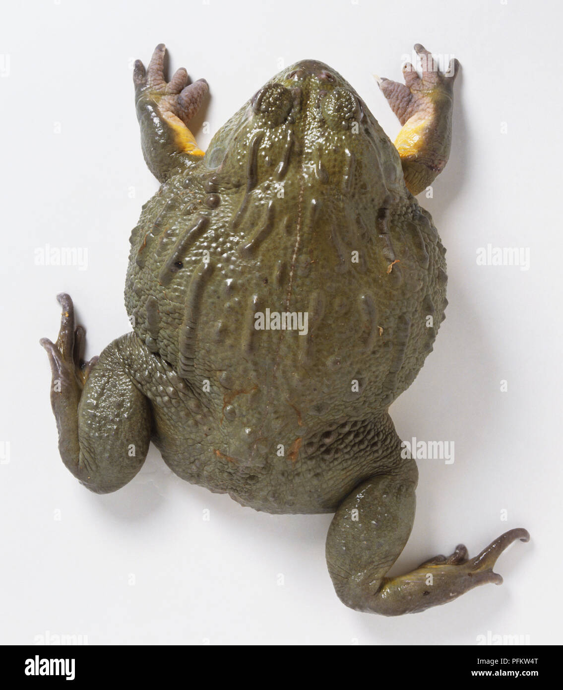 African Bullfrog (Pyxicephalus adspersus Stock Photo - Alamy