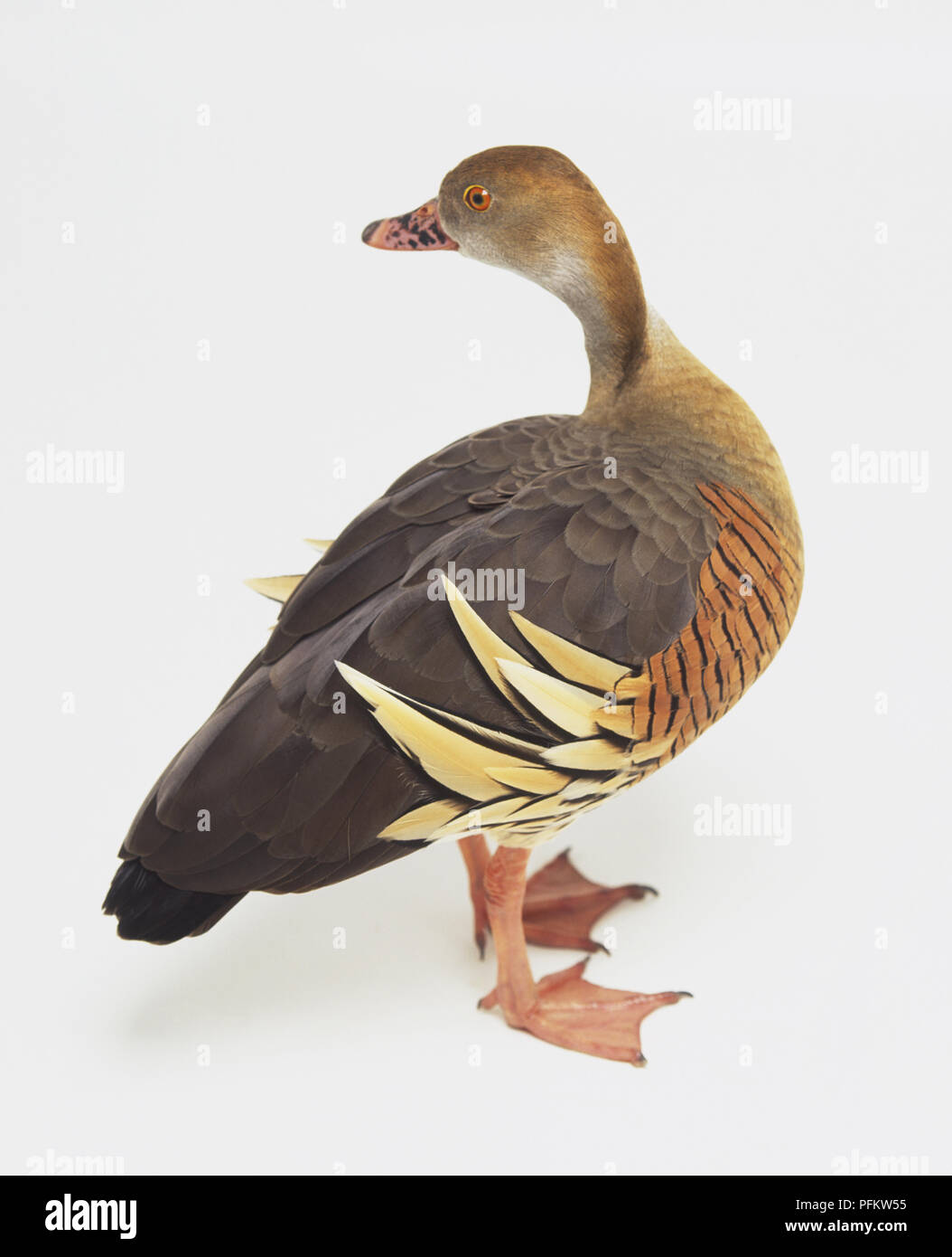 Plumed Whistling Duck (Dendrocygna eytoni) twisting its neck backwards ...