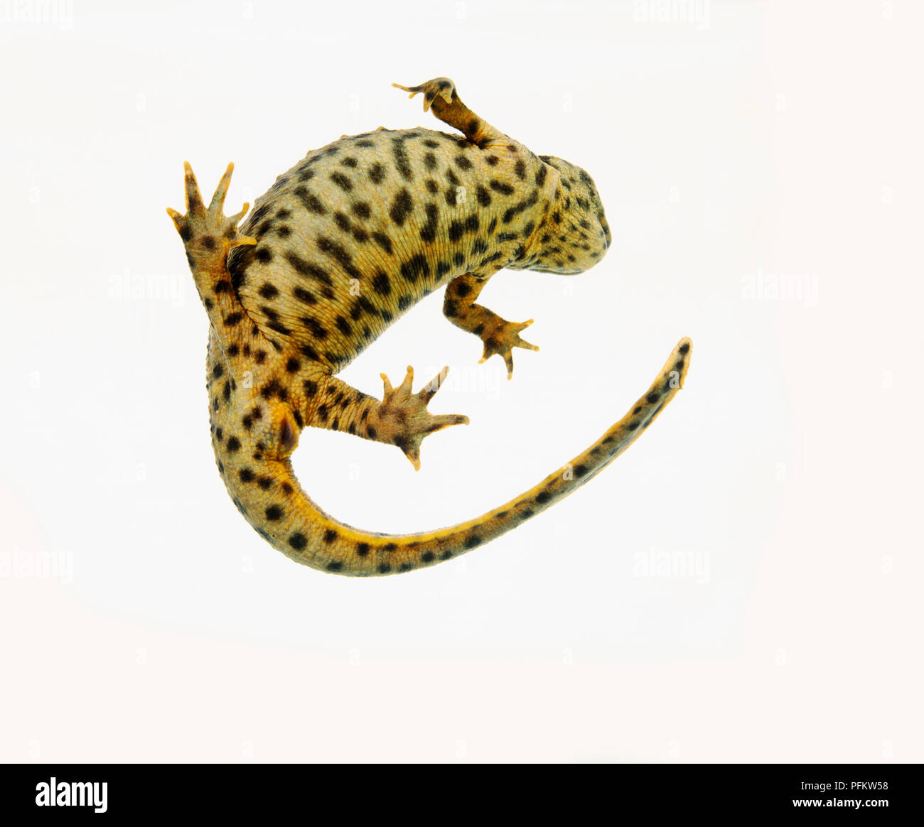 Underside view of Sharp-ribbed salamander (Pleurodeles waltl Stock ...