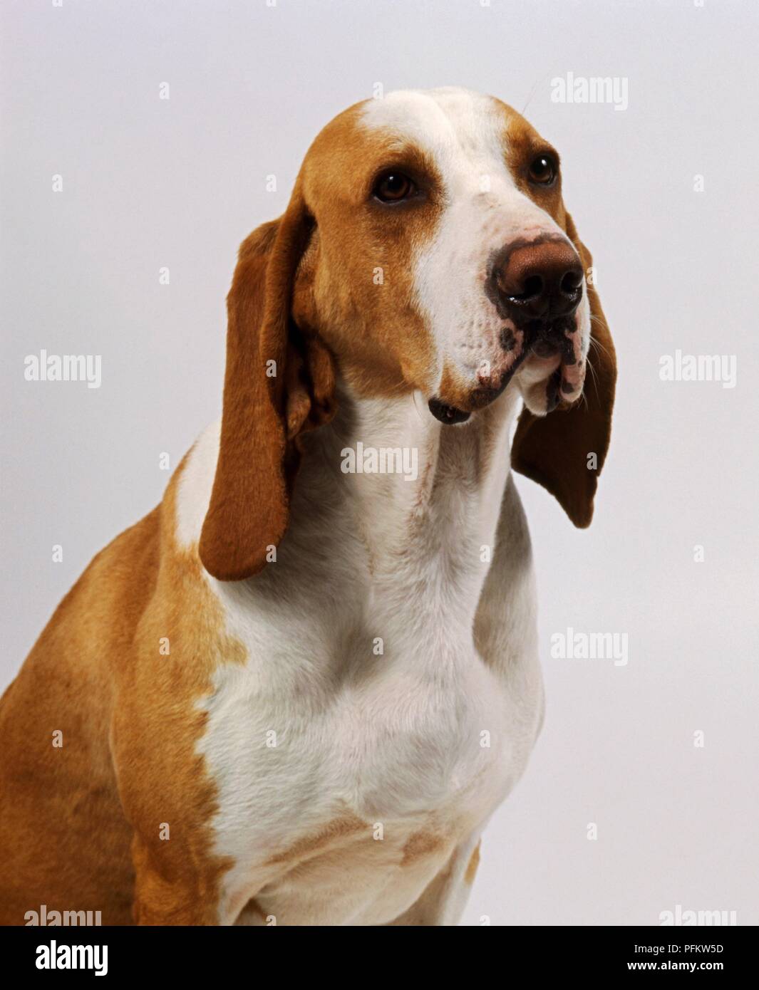 Sabueso espanol hi-res stock photography and images - Alamy