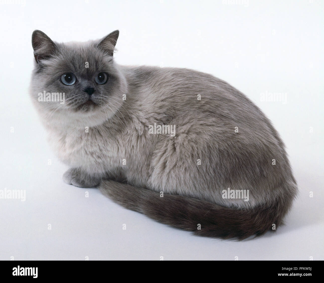 Blue Point Colourpoint Exotic cat with blue nose and tail, lying down ...