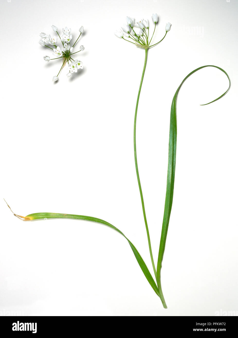 Strap shaped leaves hi-res stock photography and images - Alamy