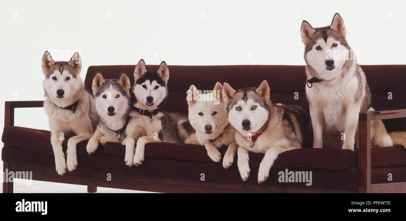Six Huskies with alert pricked-up ears lie and sit on a sofa with their ...
