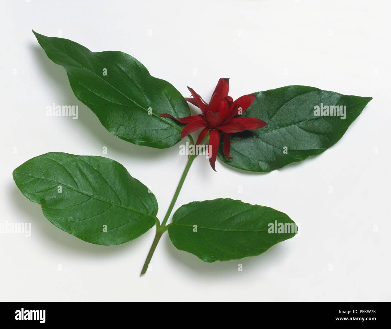 Calycanthus Floridus High Resolution Stock Photography and Images - Alamy