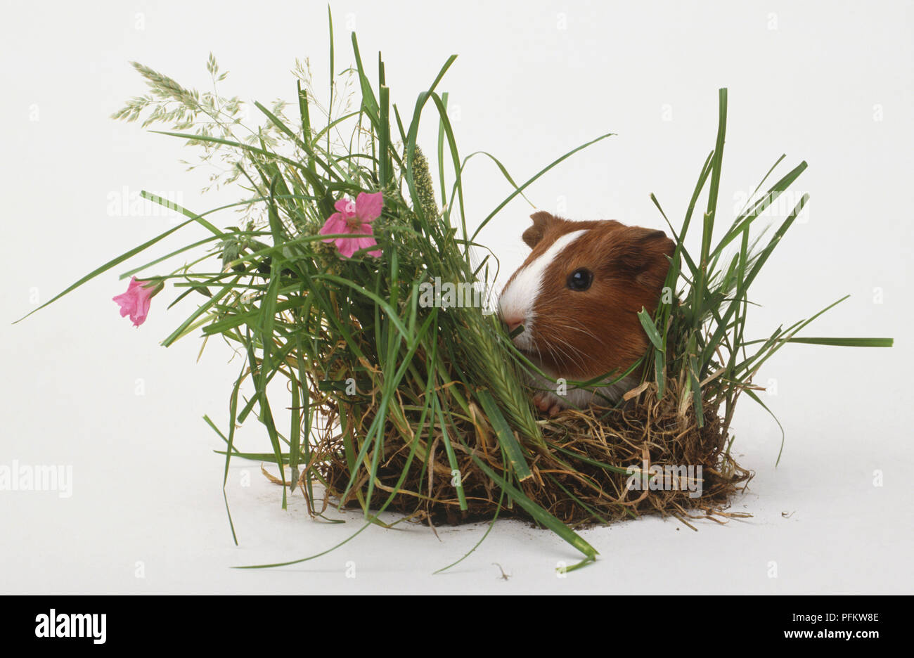 Guinea pig hiding behind Japanese Quail Grass Stock Photo - Alamy