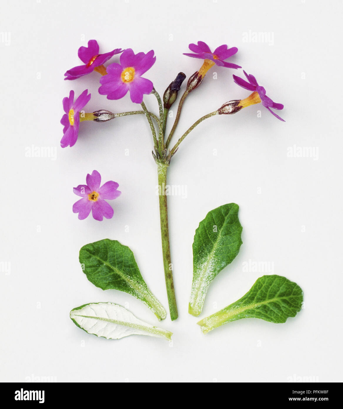 Primulales hi-res stock photography and images - Alamy