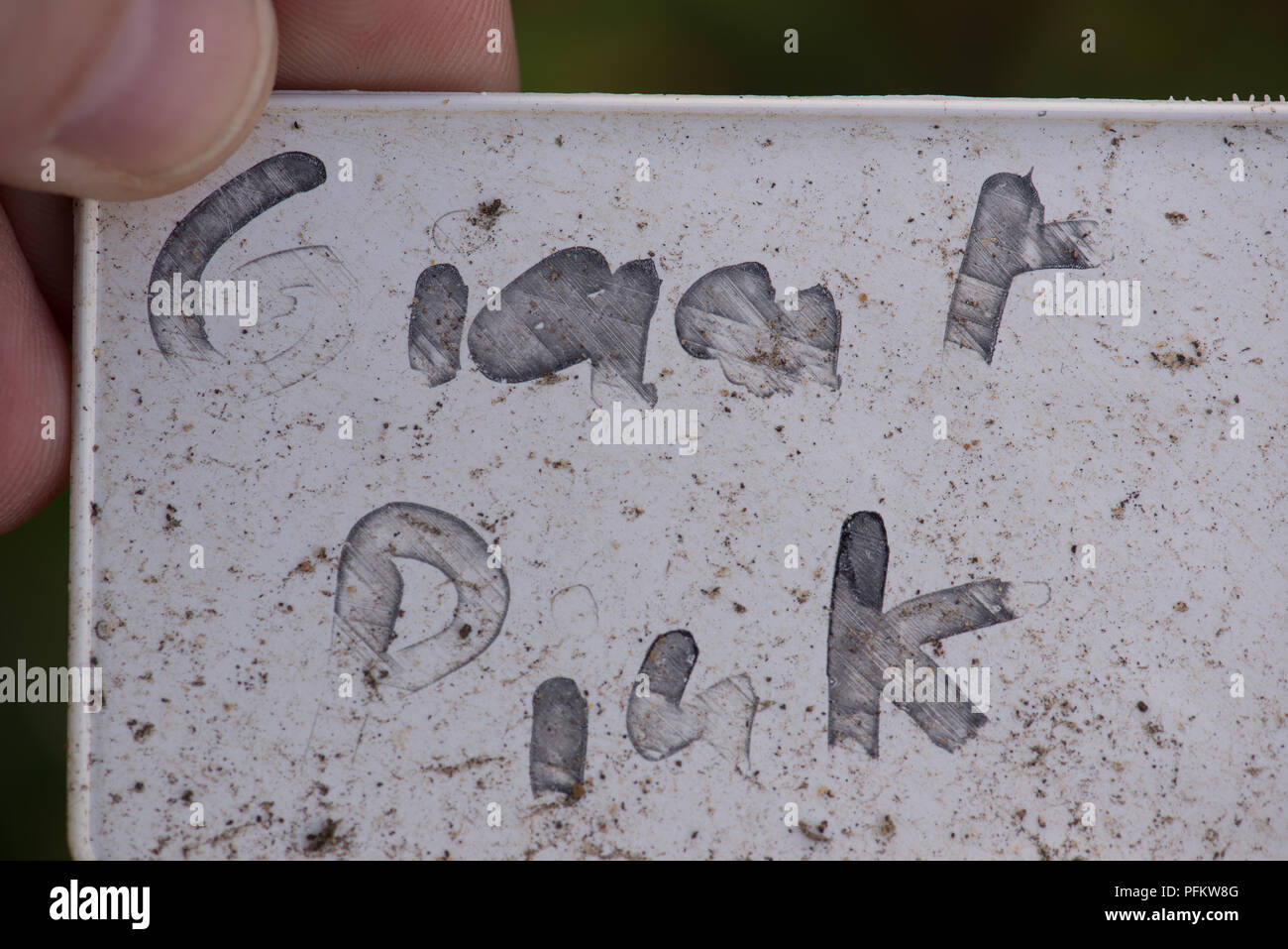 Giant pink and wallflower hi-res stock photography and images - Alamy