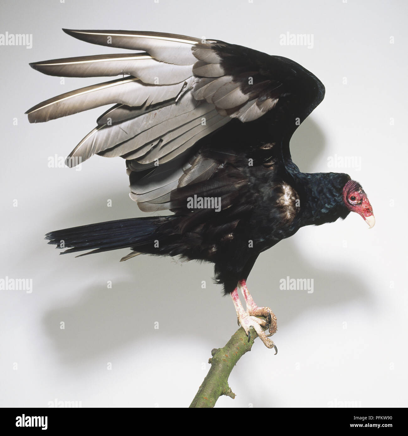 Raised birds hi-res stock photography and images - Alamy