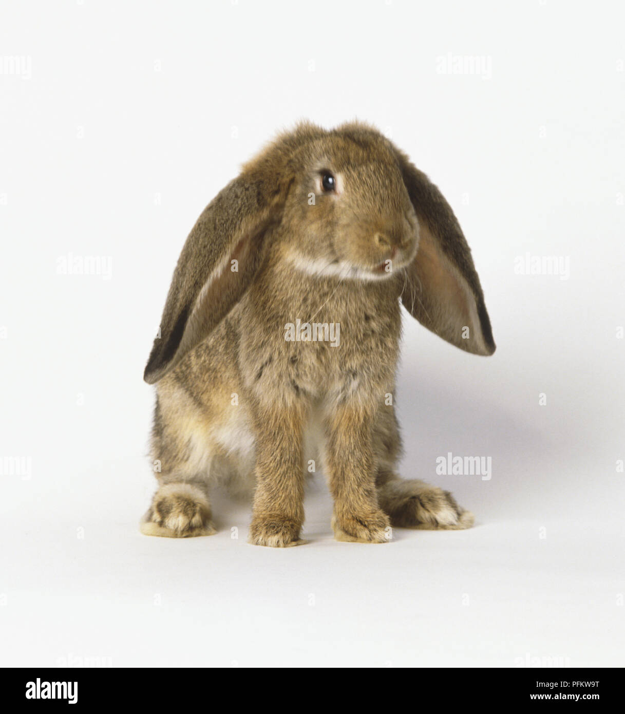 Arboreal marsupials hi-res stock photography and images - Alamy