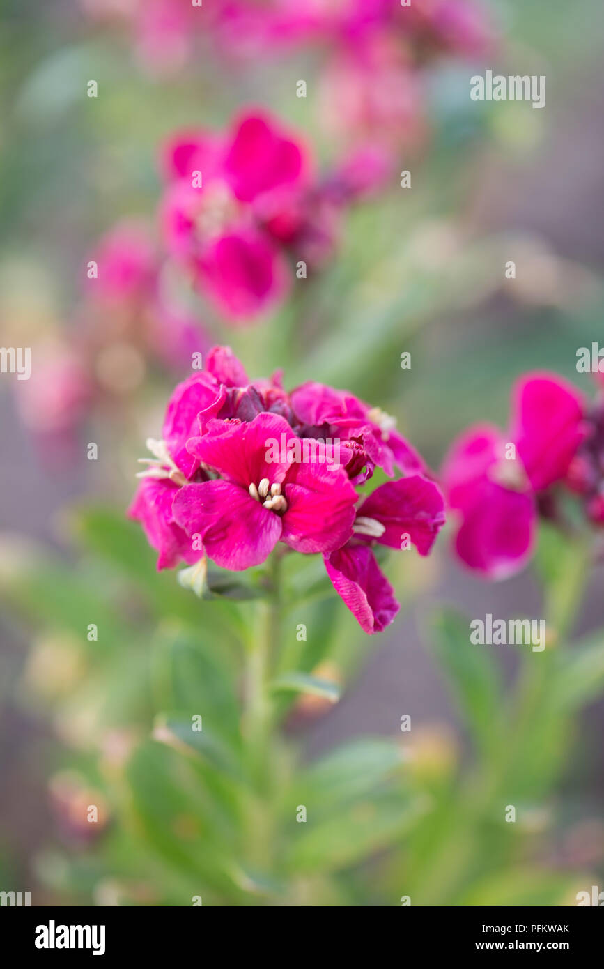 Giant pink and wallflower hi-res stock photography and images - Alamy