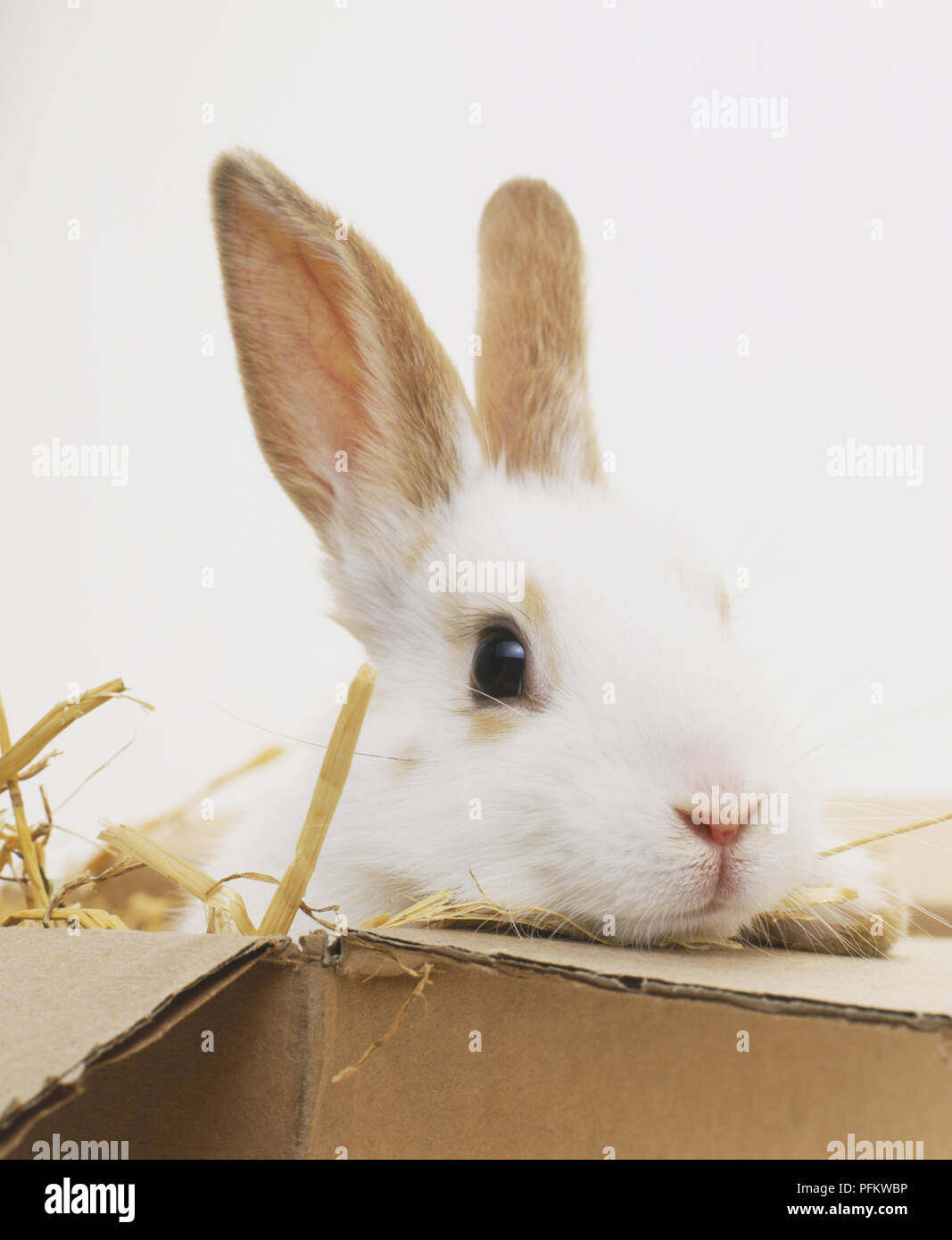 Head of white Rabbit (Oryctolagus cuniculus) emerging from cardboard ...
