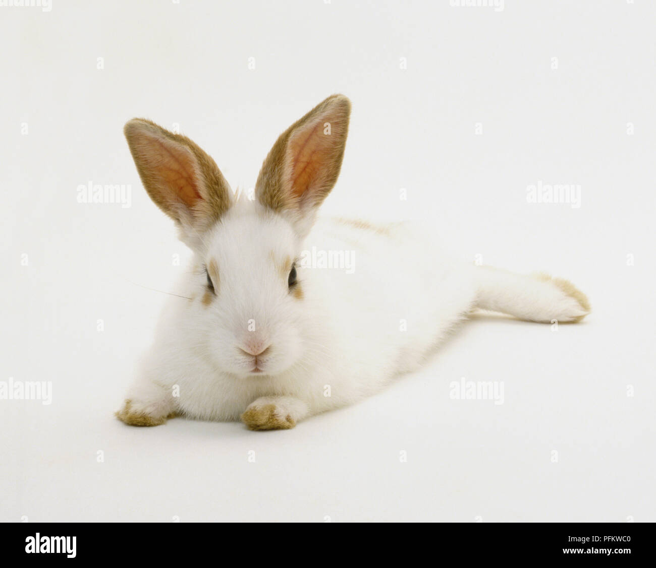 White Rabbit (Oryctolagus cuniculus) lying on its front, front view ...