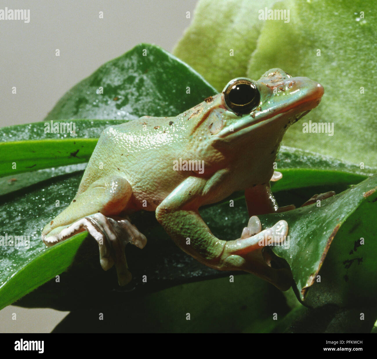 White's Tree Frog, moist shiny skin, large eyes, wide mouth, long thin ...
