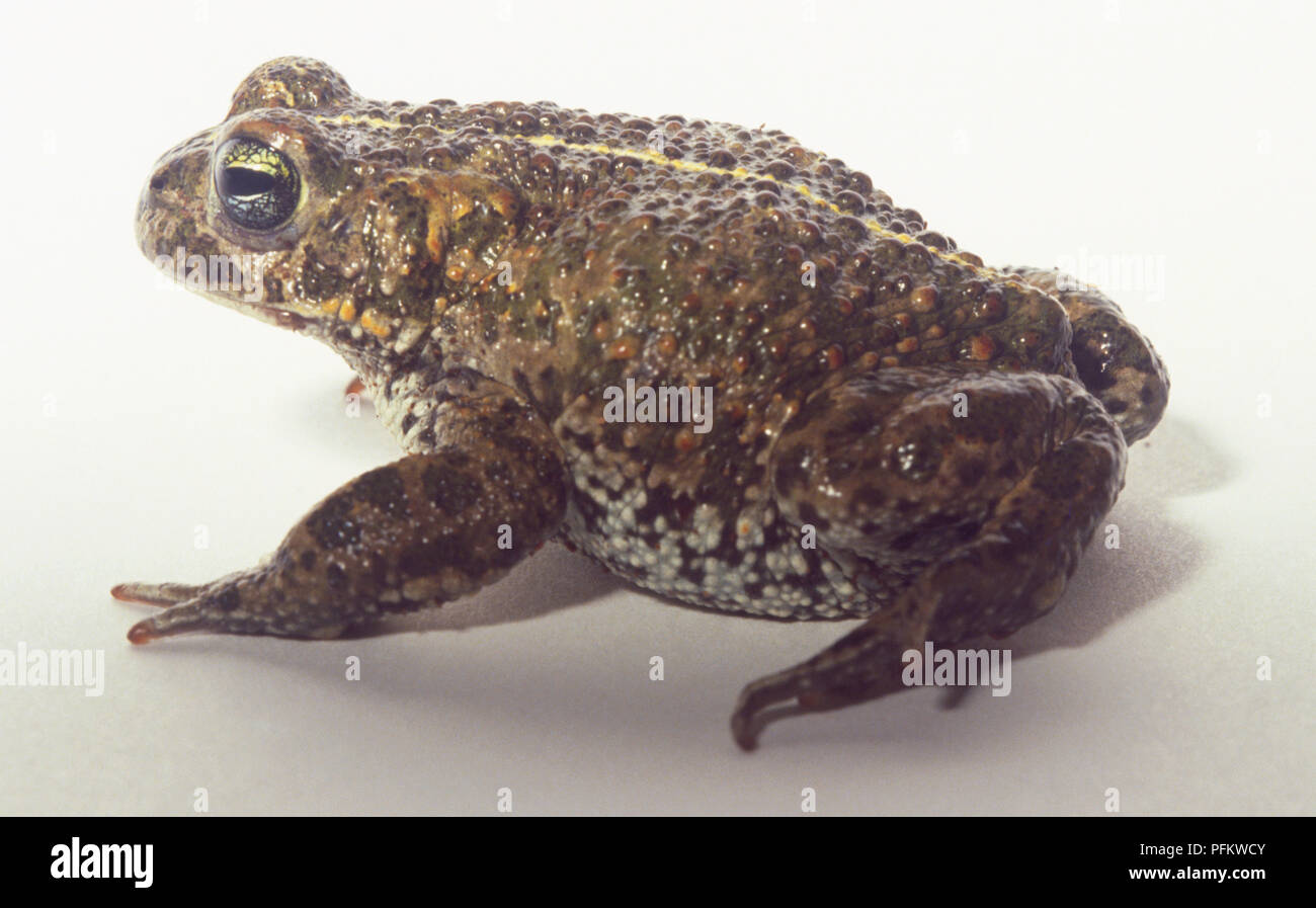Side view of Natterjack Toad (Epidalea calamita Stock Photo - Alamy