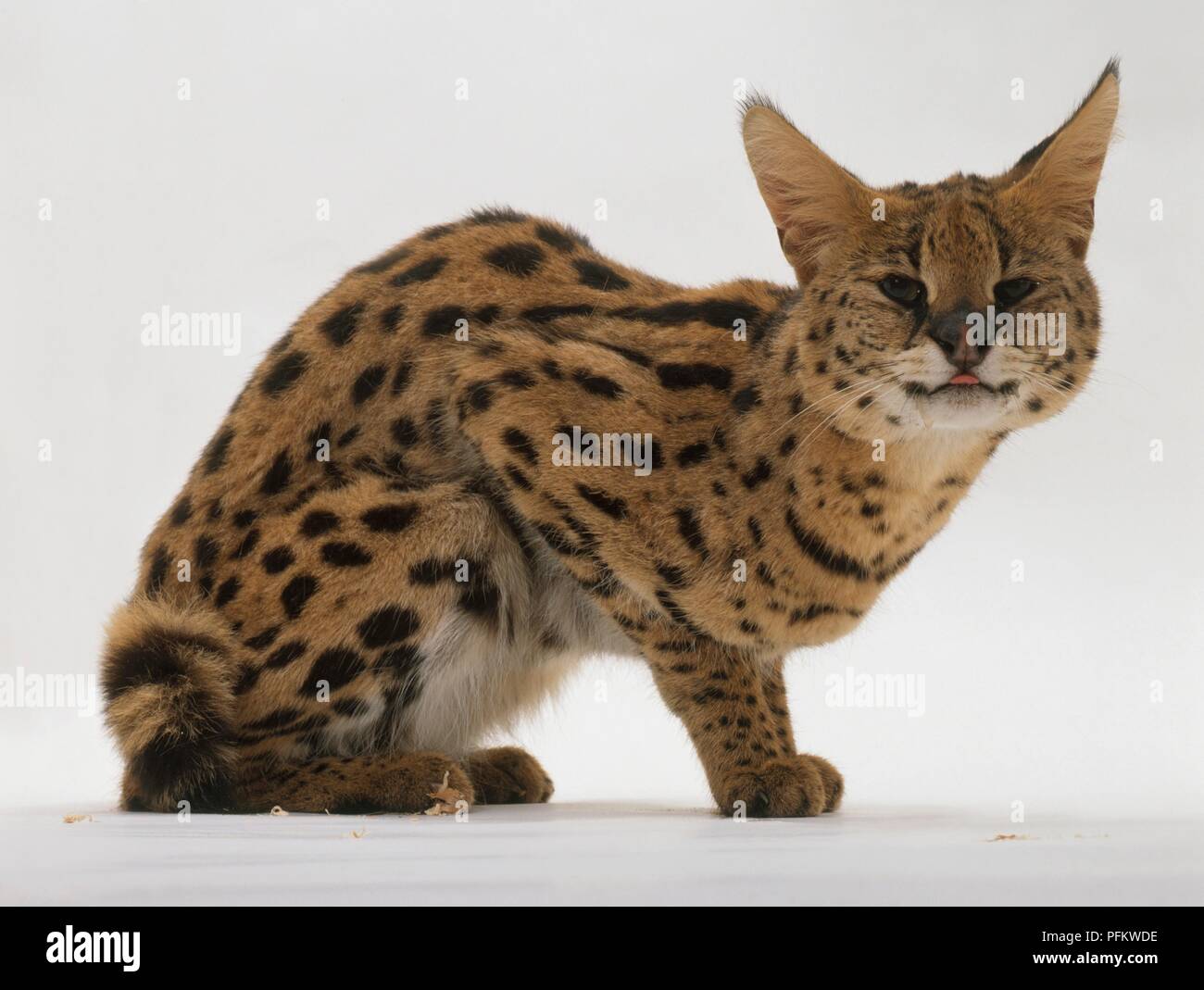 Serval (Felis serval), side view Stock Photo - Alamy