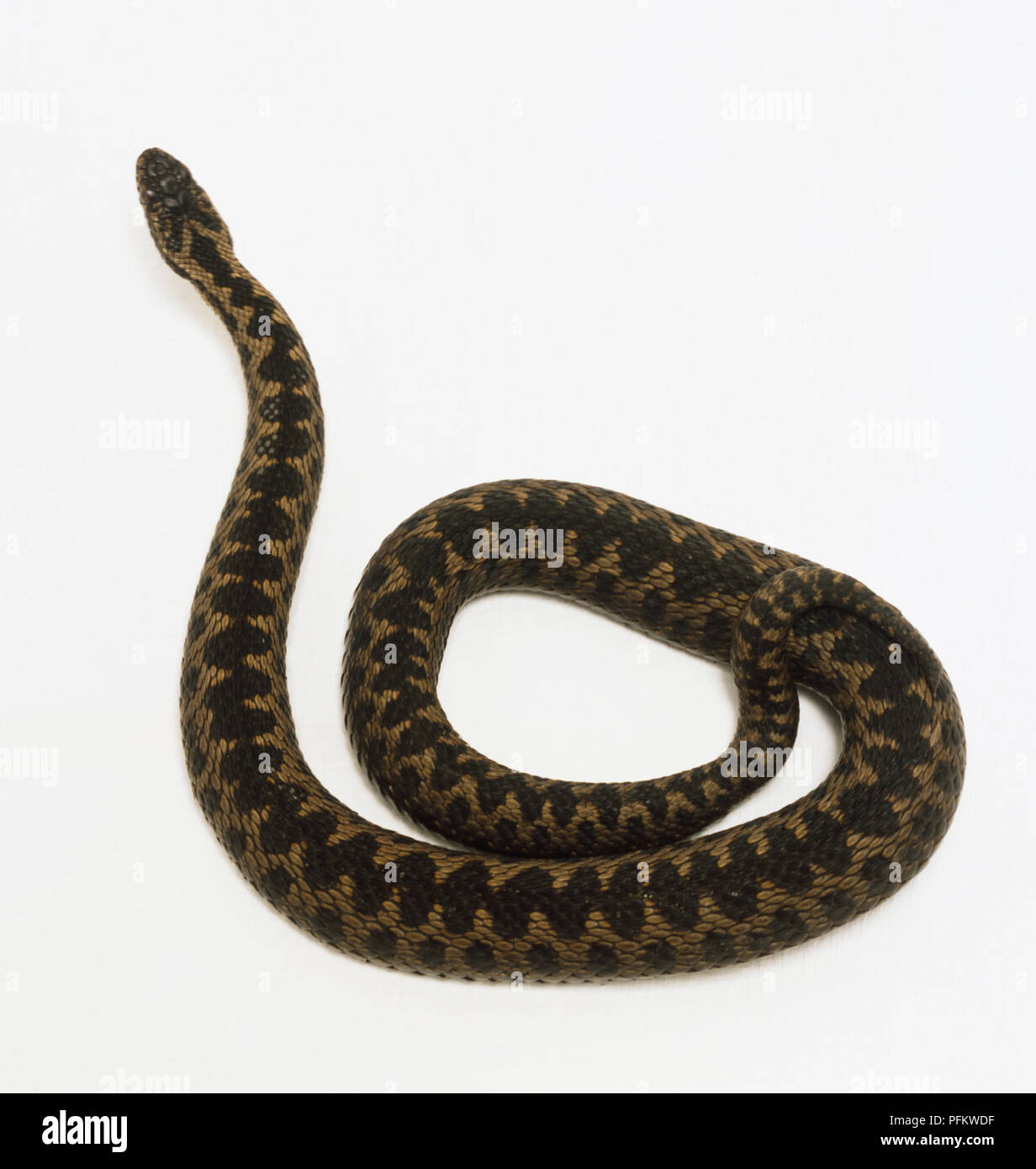 Overhead view of an Adder showing a dorsal zigzag which serves to ...