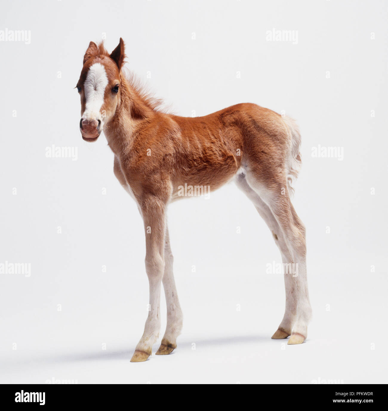 Baby horse hoof hi-res stock photography and images - Alamy