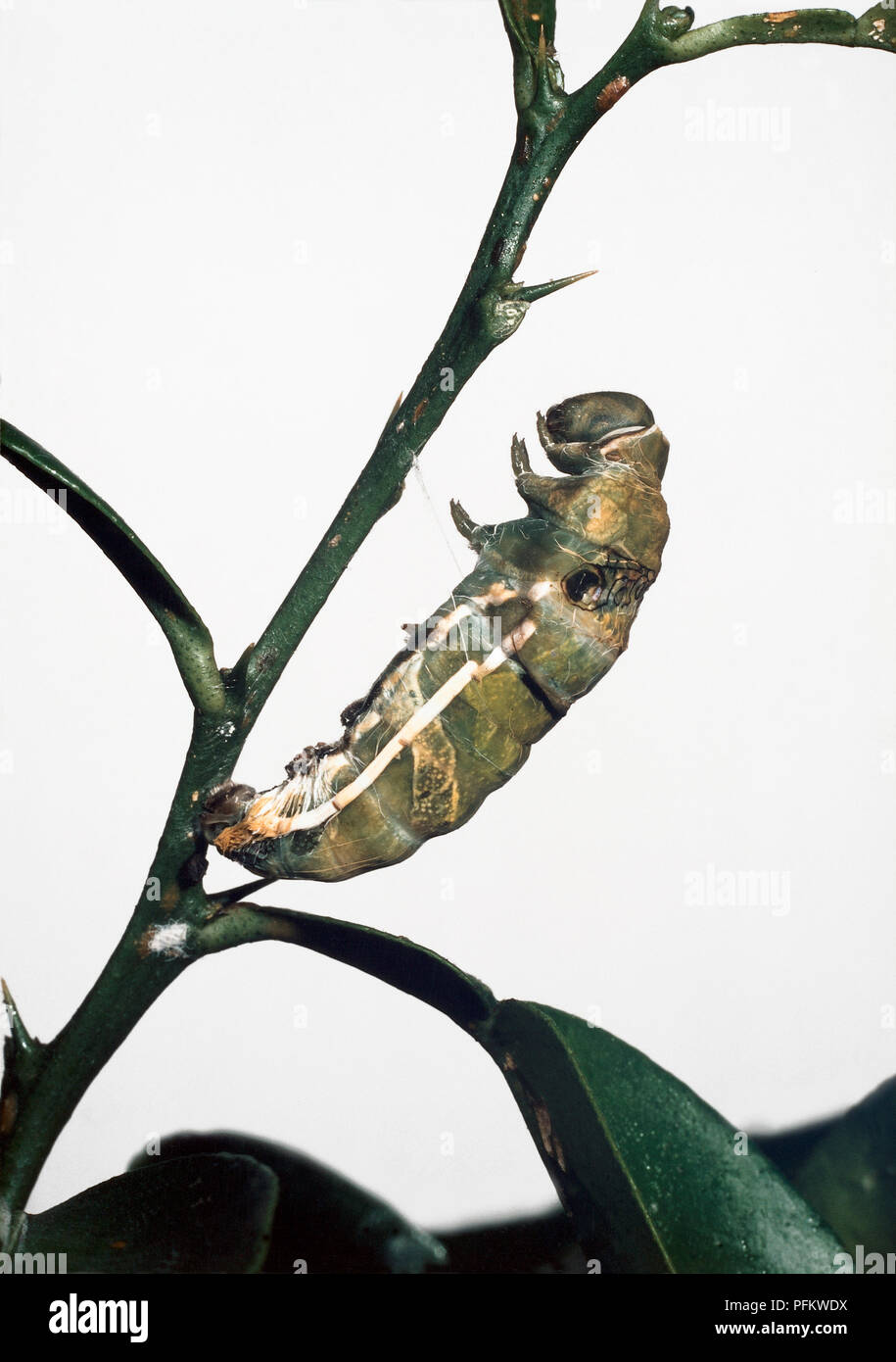 The caterpillar of the Citrus Swallowtail (Papilio demodocus) wriggles ...