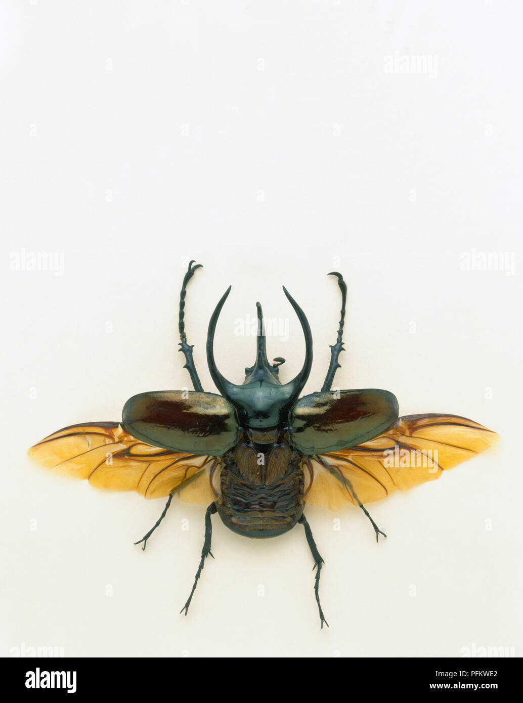 Atlas beetle hi-res stock photography and images - Alamy