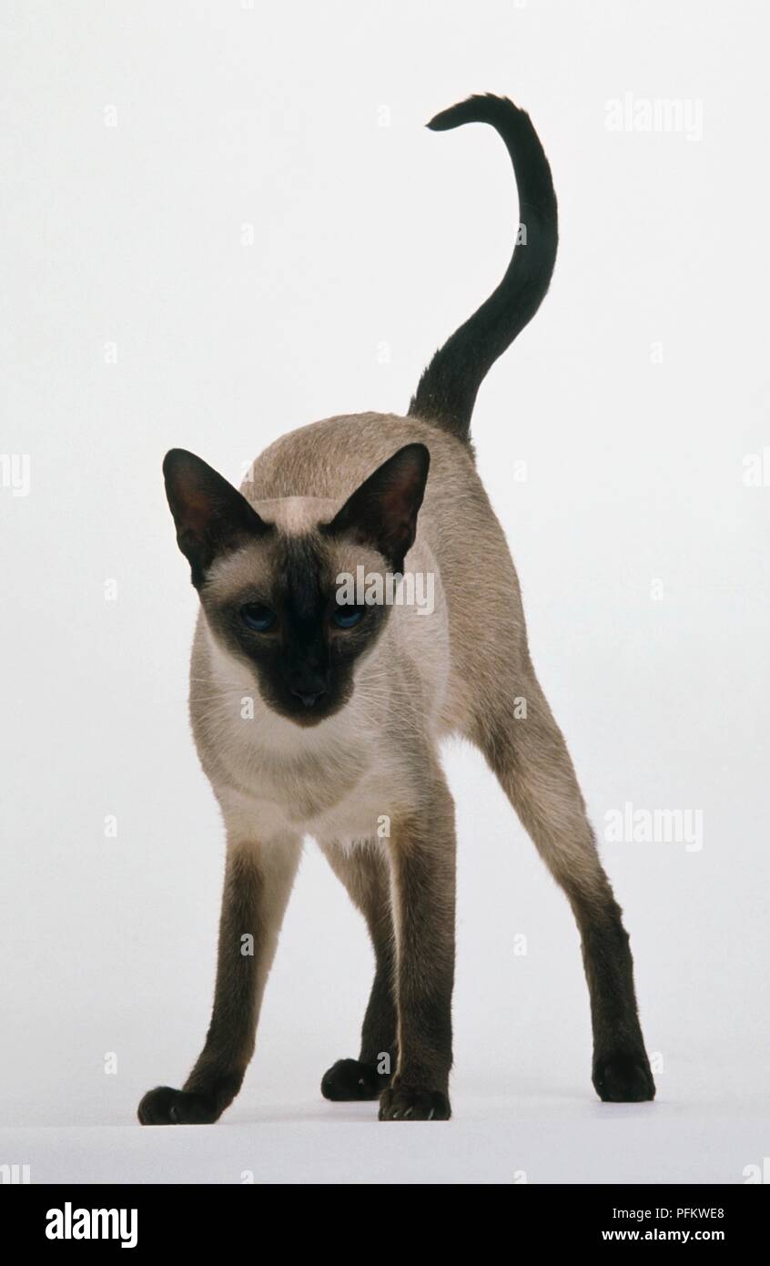 Siamese cat looking at camera, tail raised, front view Stock Photo - Alamy
