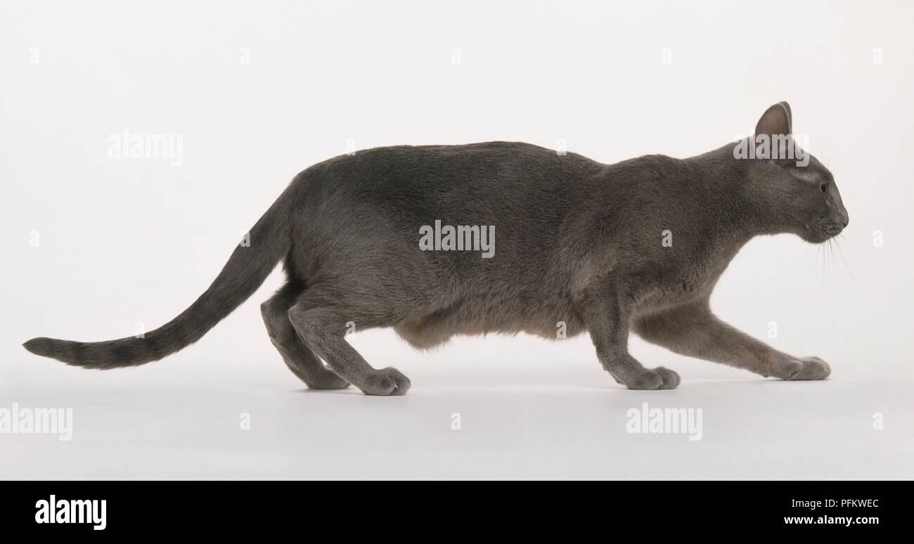 Side view russian blue cat hi-res stock photography and images - Alamy