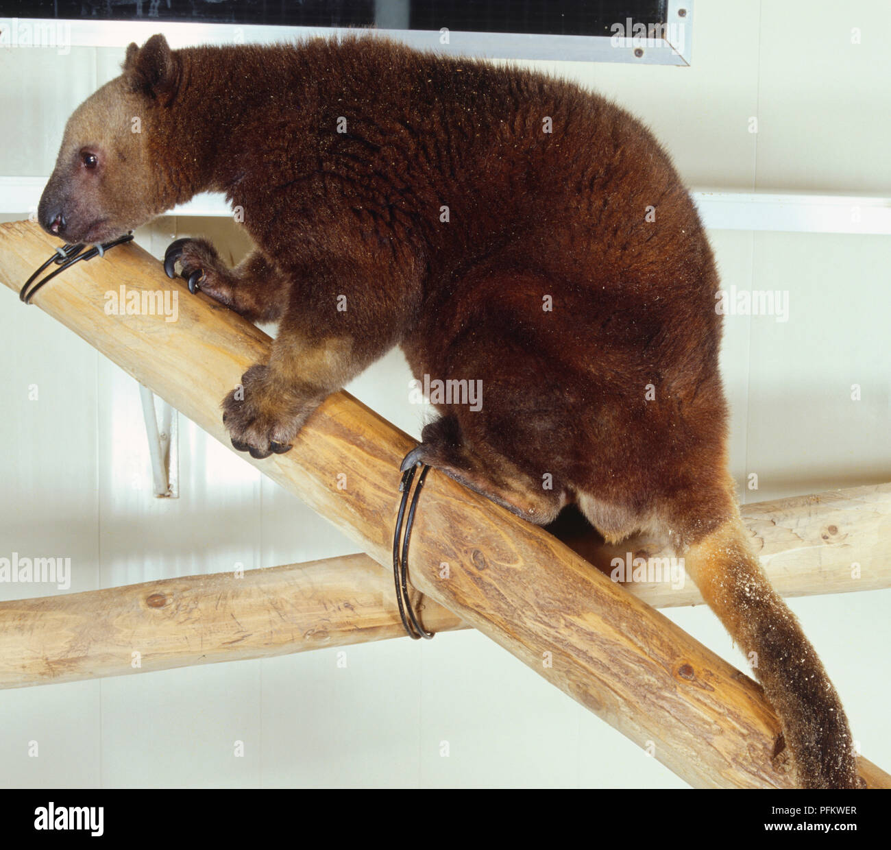 Dorias tree kangaroo hi-res stock photography and images - Alamy