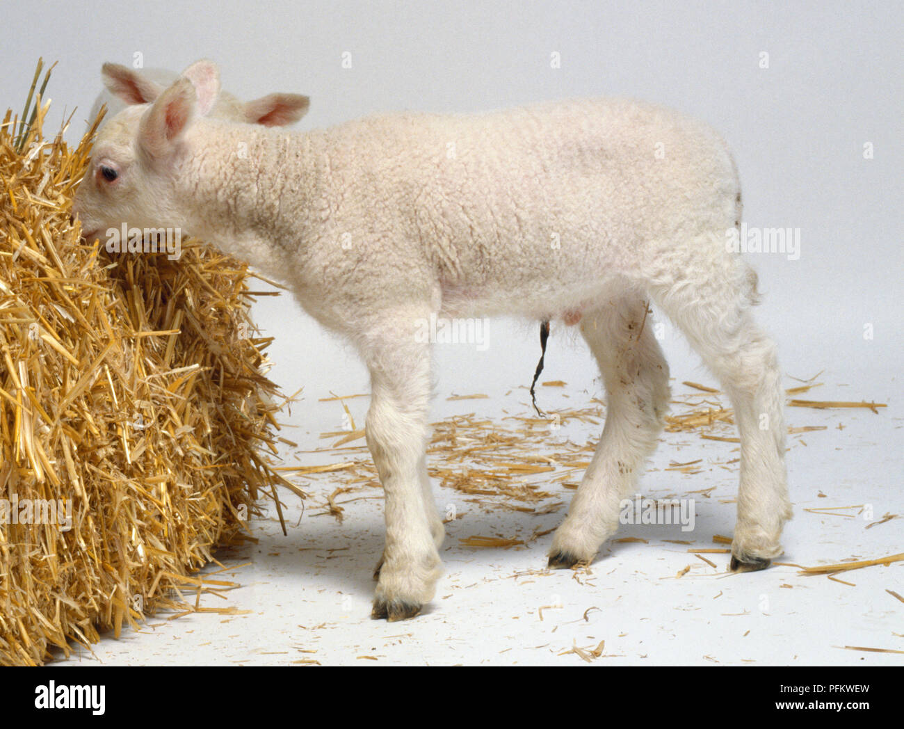 Hay bale legs hi-res stock photography and images - Alamy
