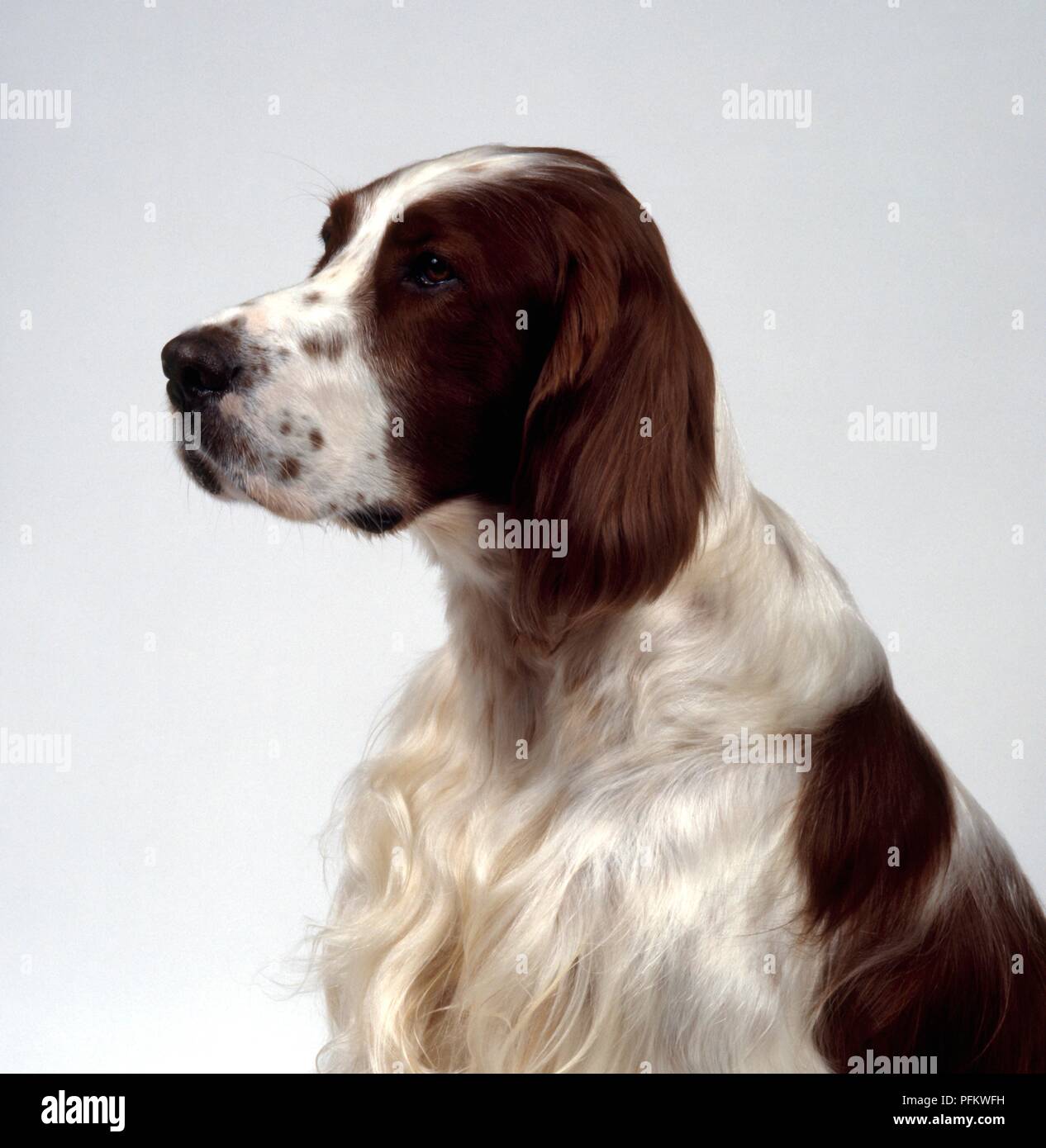 Setter hi-res stock photography and images - Alamy