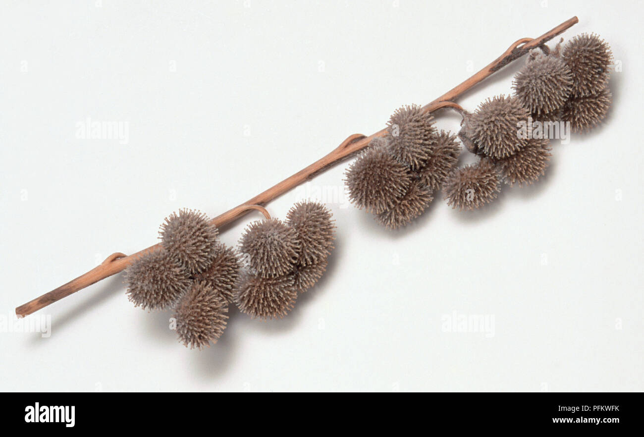 Nutlets with hooks of the Cynoglossum columnae brown stick with ...