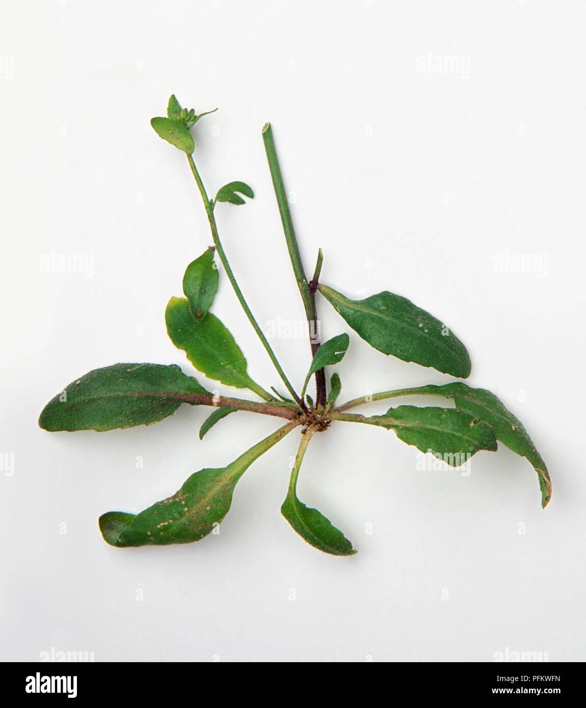 Arabidopsis thaliana (Thale cress), basal leaves forming rosette Stock ...