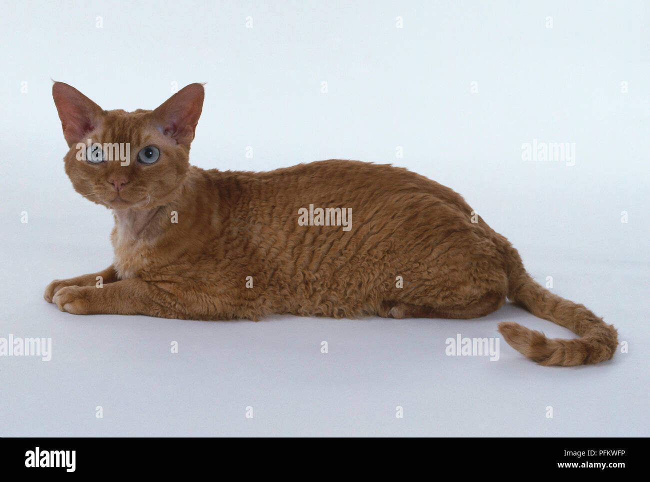 Red Silver Tabby Devon Rex cat with long, muscular hind legs, lying ...
