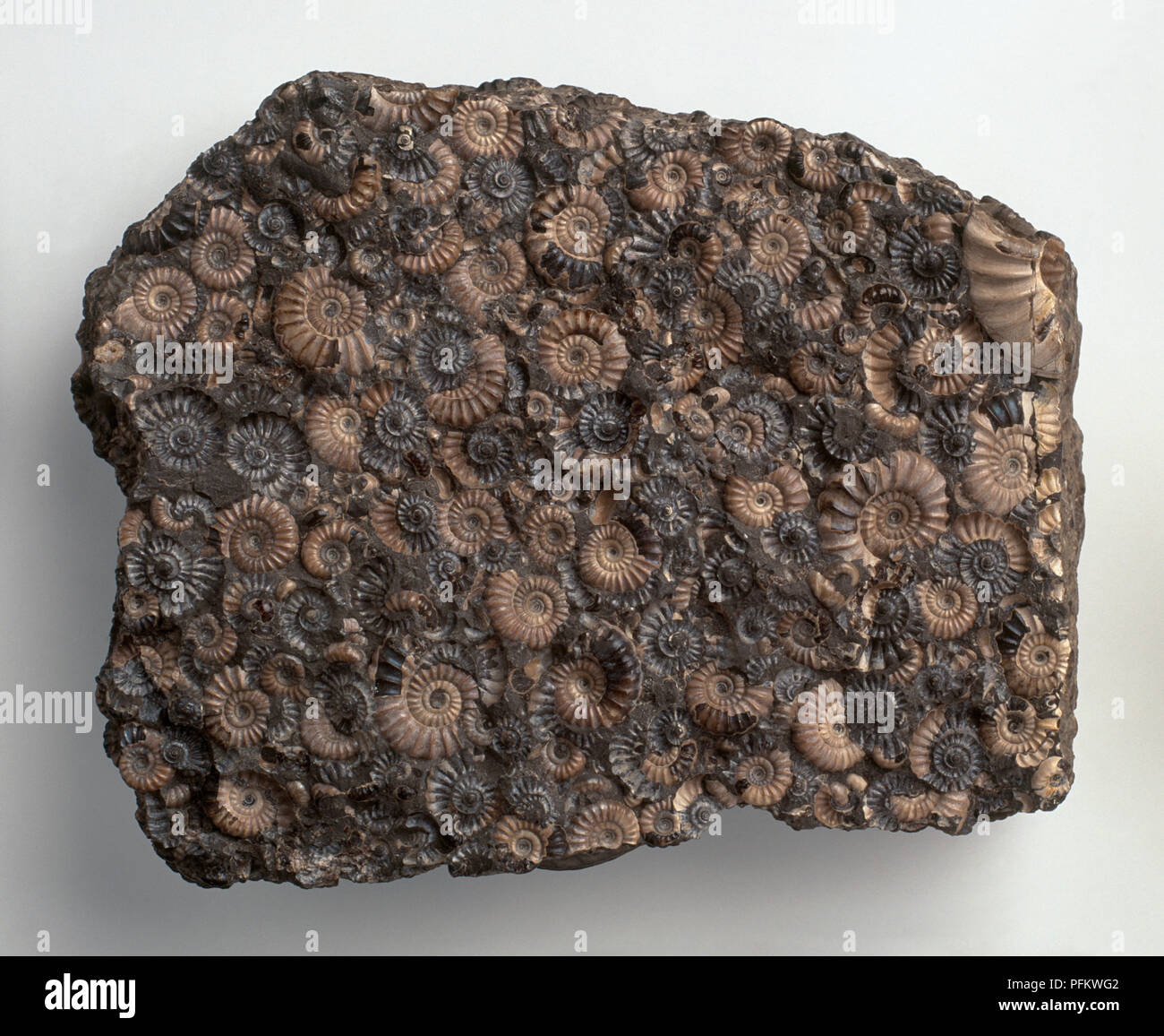 Ammonites in limestone hi-res stock photography and images - Alamy