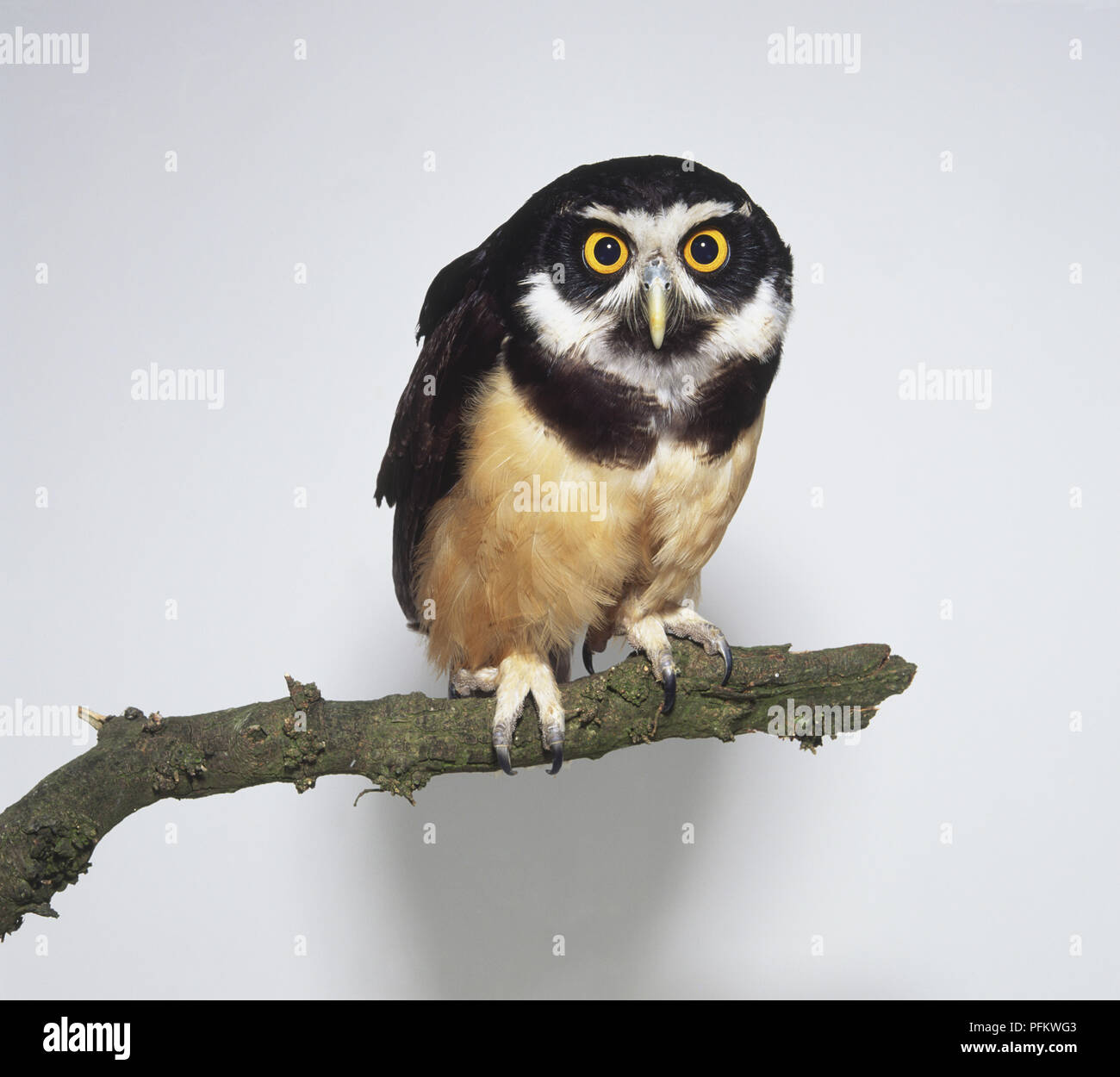Spectacled owls hi-res stock photography and images - Alamy