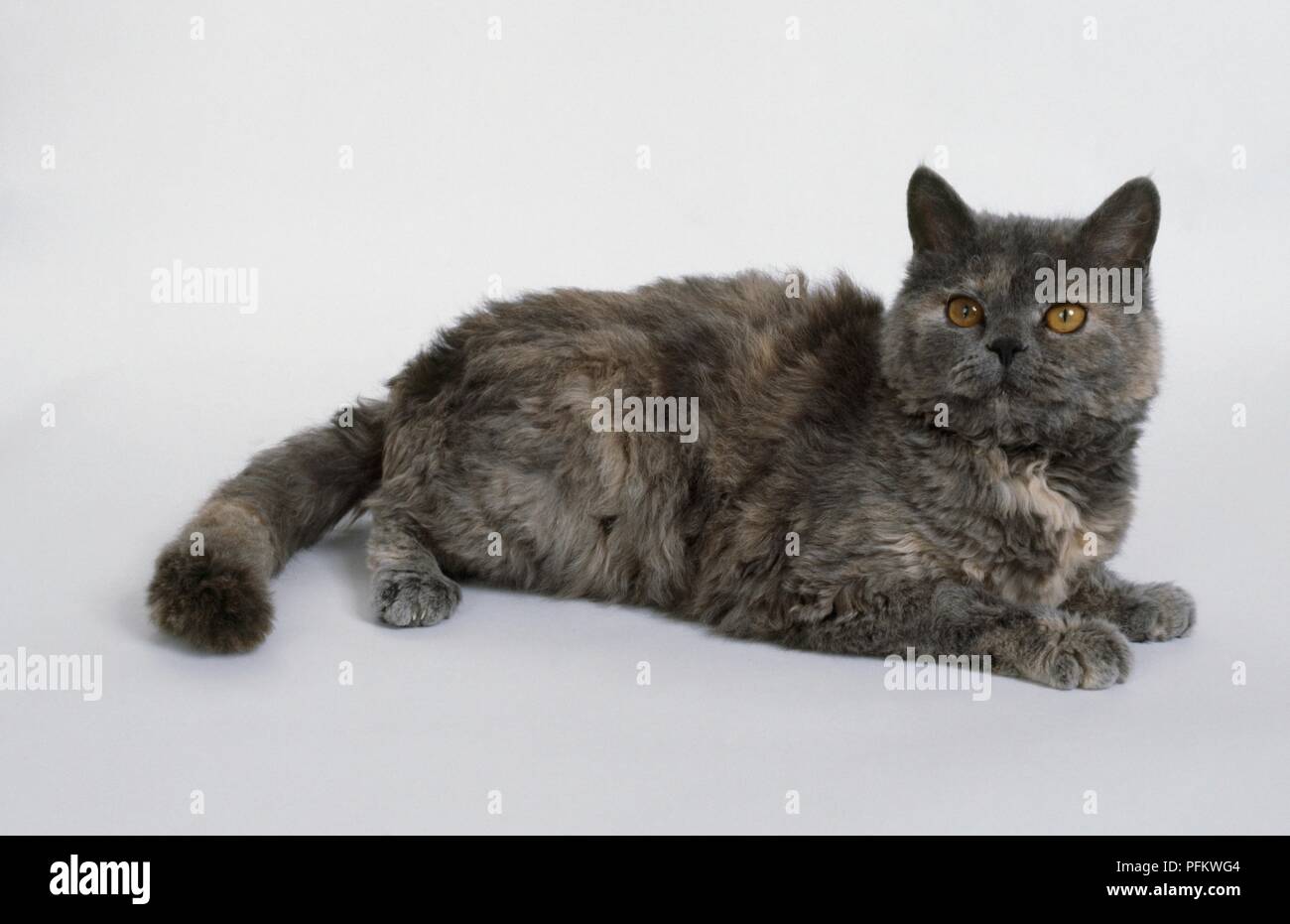 Blue-Cream Selkirk Rex cat, lying down Stock Photo - Alamy