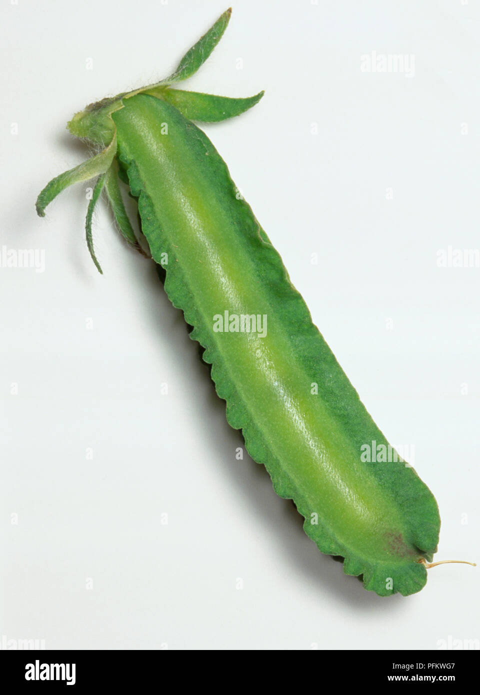 Winged pea flowers hi-res stock photography and images - Alamy